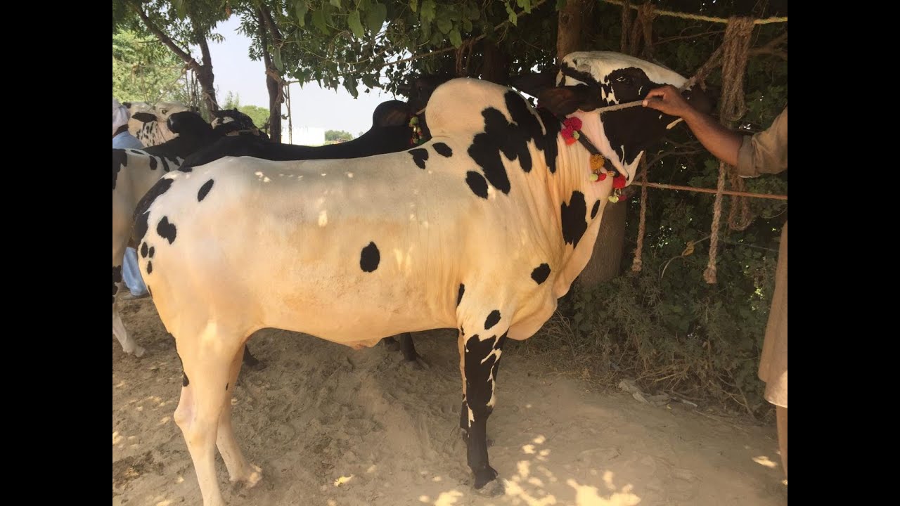 Gondal Mandi Update rates | 13-07-2020 || Dhani Bulls || Part 1 ...
