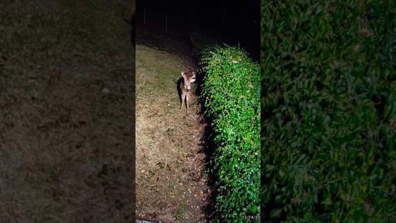 Large 6 point buck in the yard #bucks #deer #wildlife - YouTube