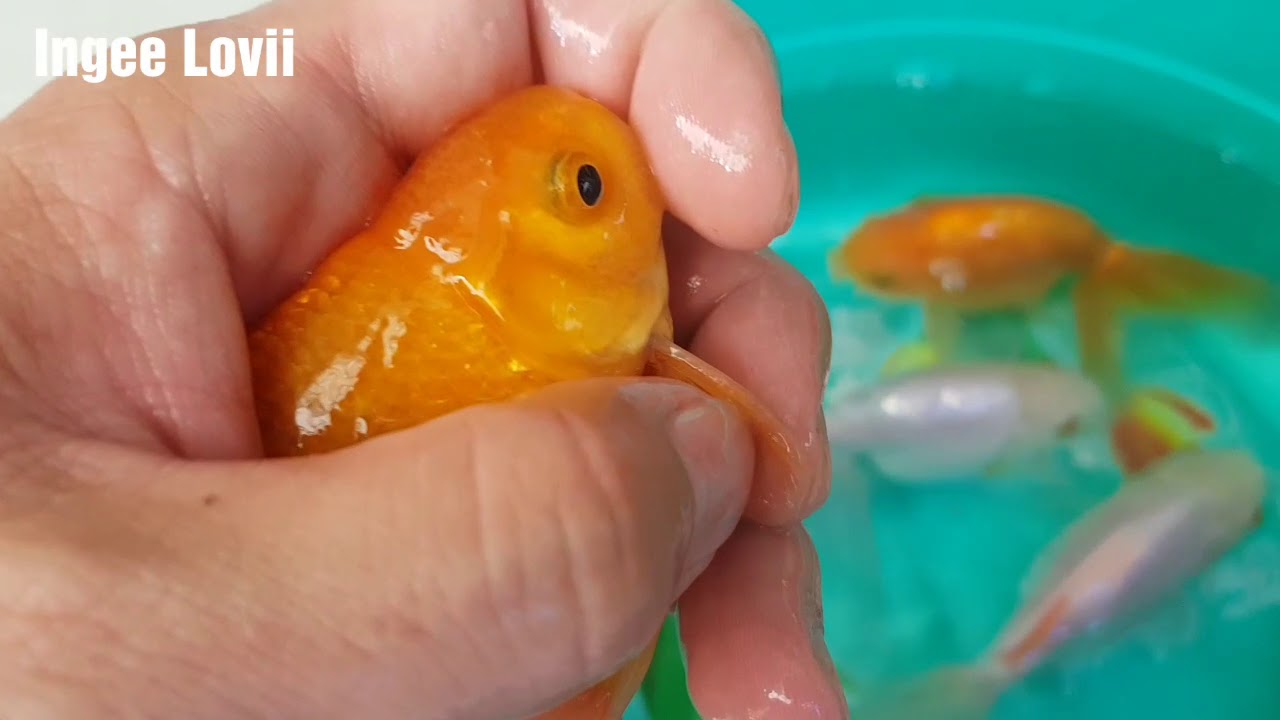 Part1 successful group breeding goldfish - YouTube