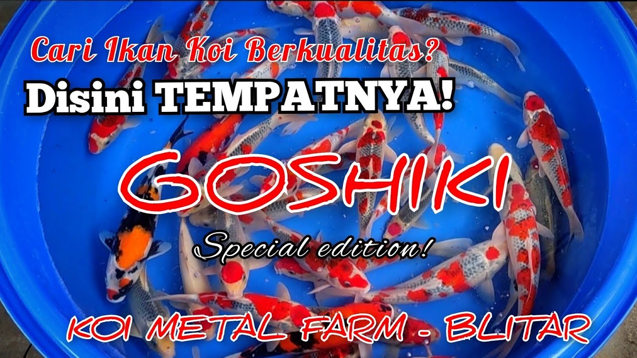 PAKET IKAN KOI SPESIAL GOSHIKI HIGH QUALITY GOSANKE JUGA MASIH READY 🇮🇩 ...