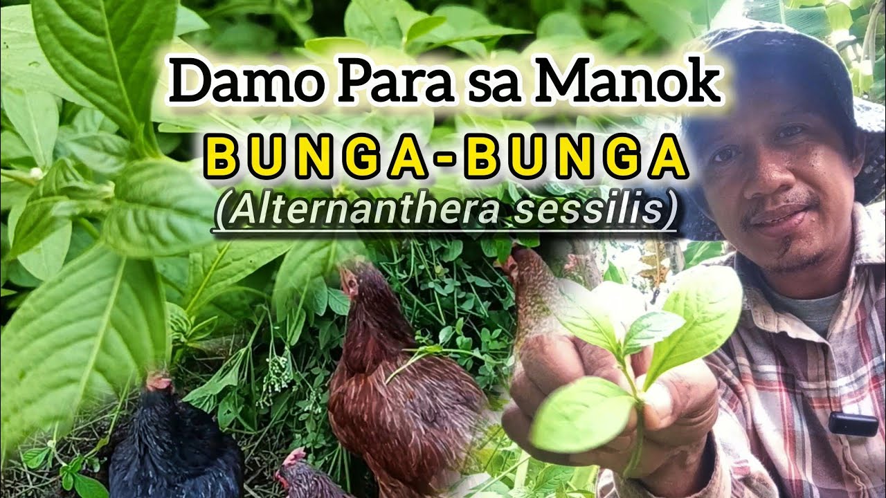 DAMO NA PAGKAIN NG MANOK | BUNGA-BUNGA | FREE RANGE CHICKEN FARM ...