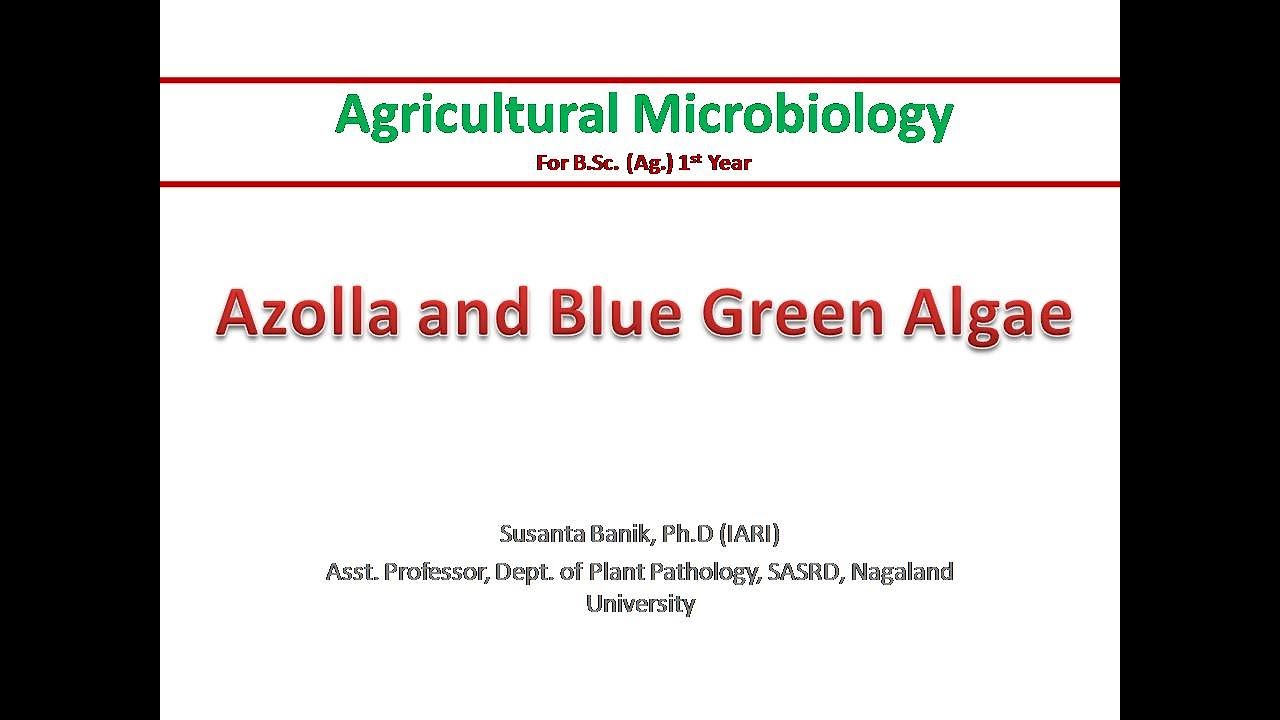 Azolla and BGA | Azolla and Anabaena azollae symbiosis | Symbiotic ...