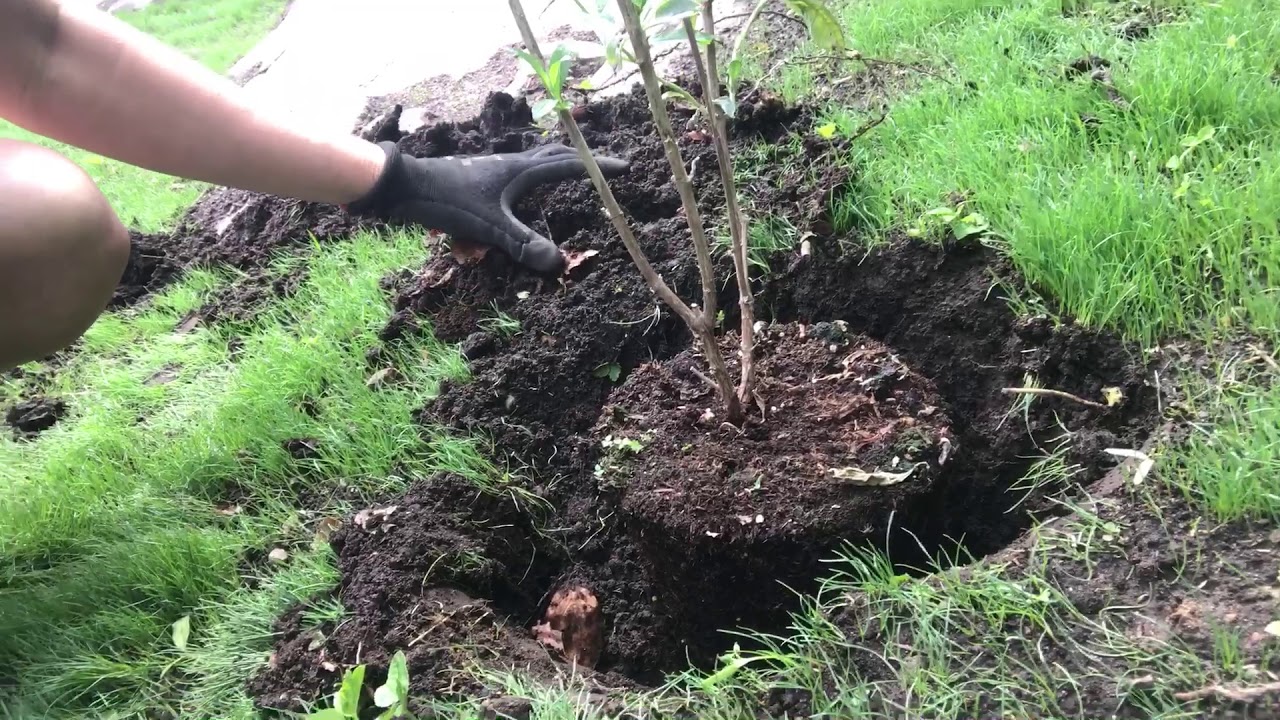 Plantera buskar - YouTube