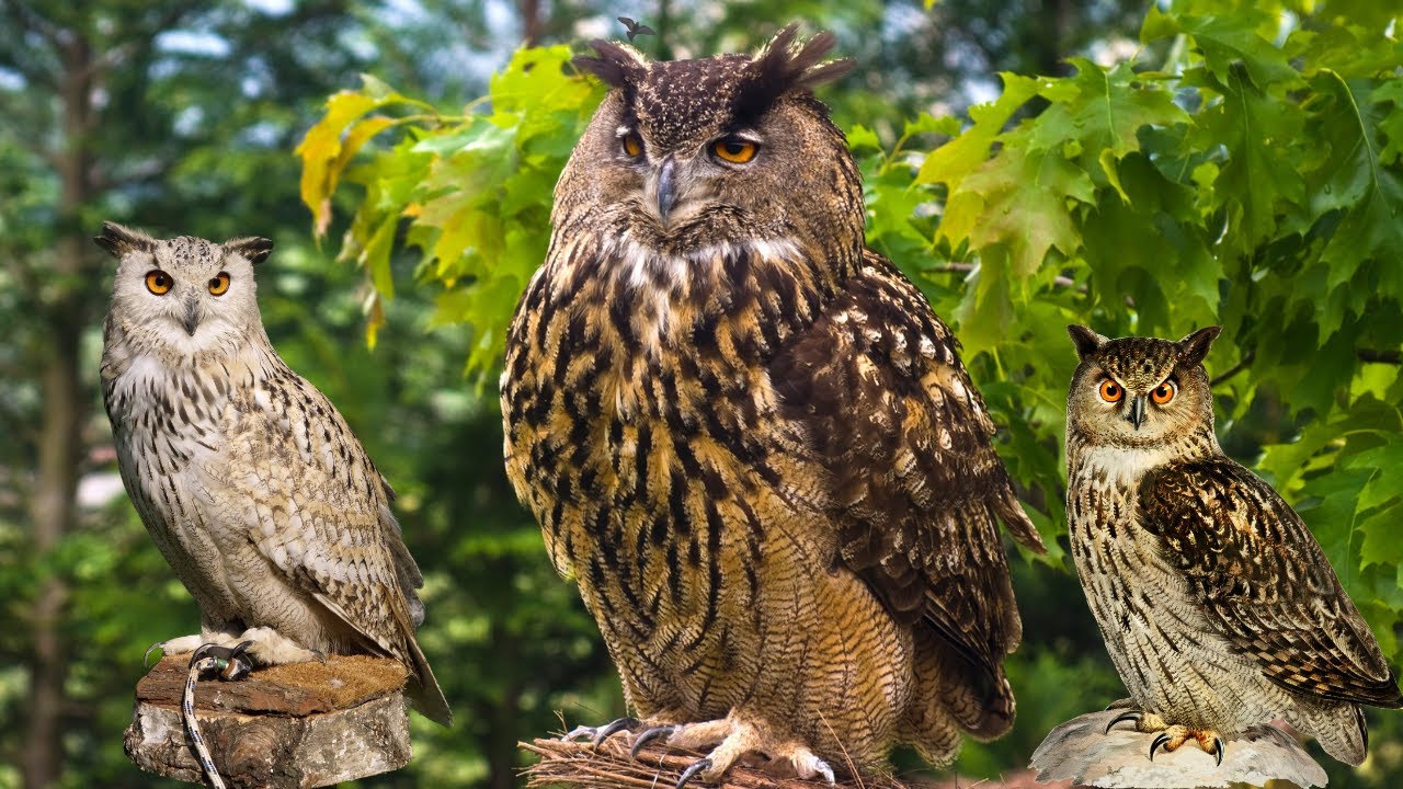 Owls: Mysterious Nighttime Hunters of the Wild. - YouTube