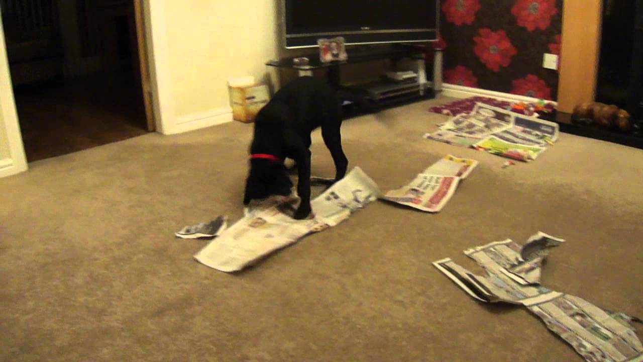 12 Week Old Black Labrador Puppy Reading the Newspaper - YouTube