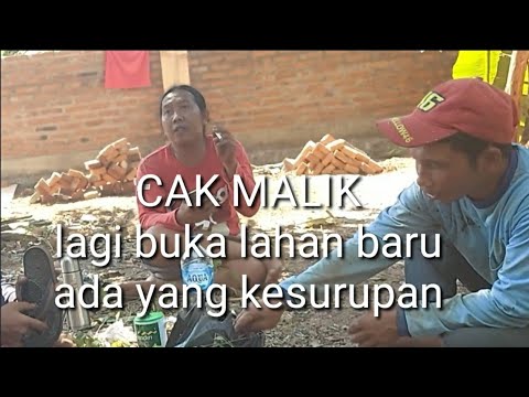 CAK MALIK lagi buka lahan baru ada yang kesurupan