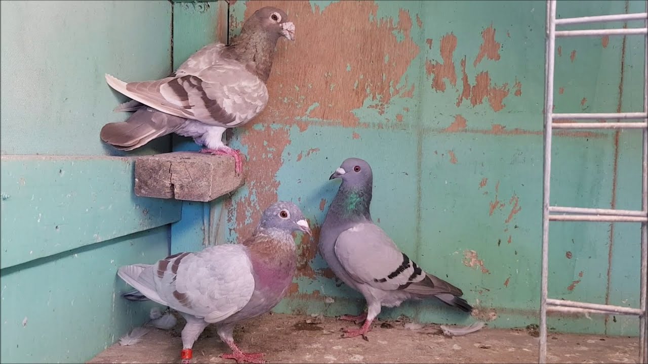 Looking at Pigeon Colours and Patterns - YouTube