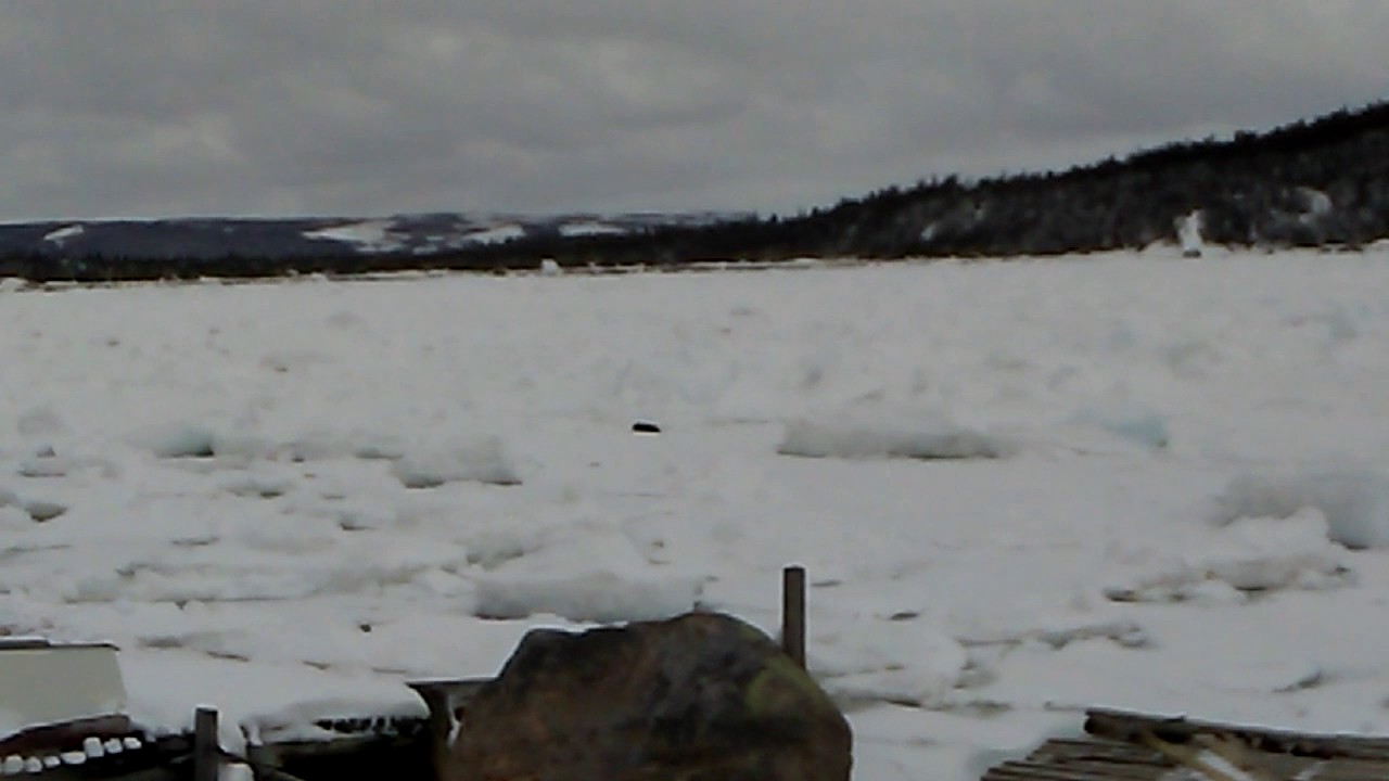 Welcome to spring in Newfoundland - YouTube