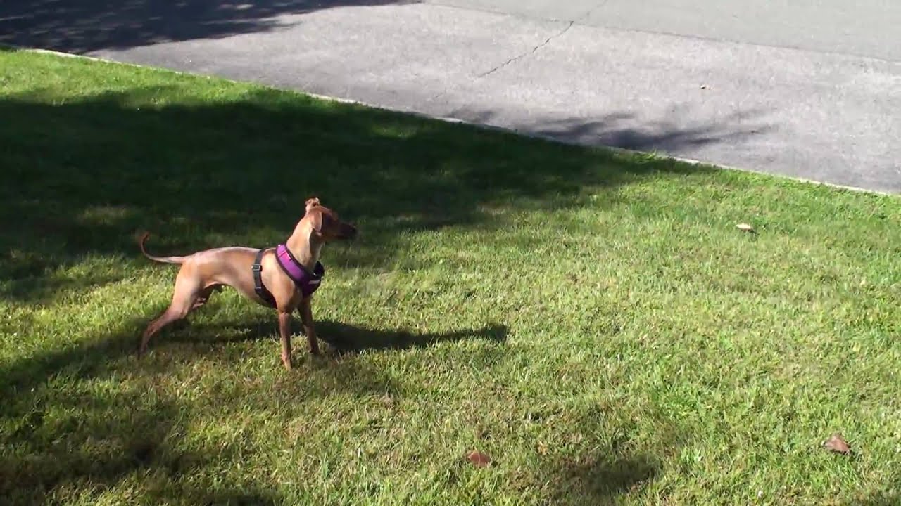 My Italian Greyhounds and Dachshund having fun !!! - YouTube
