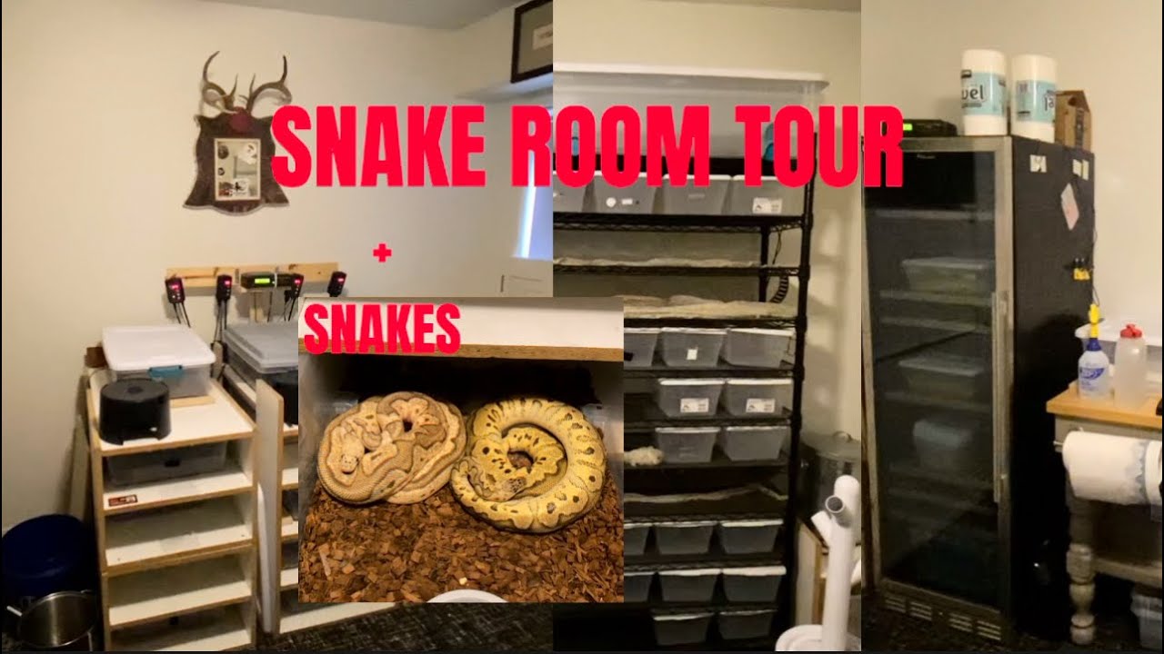 SNAKE ROOM TOUR - YouTube