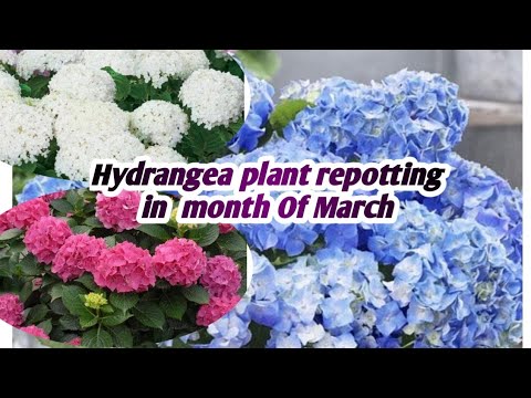 How to repot a Hydrangea plant in March month - YouTube