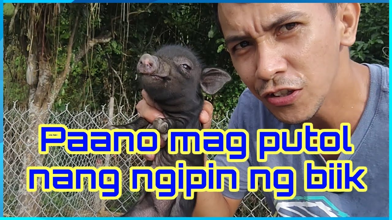 Paano mag putol nang ngipin ng biik - YouTube