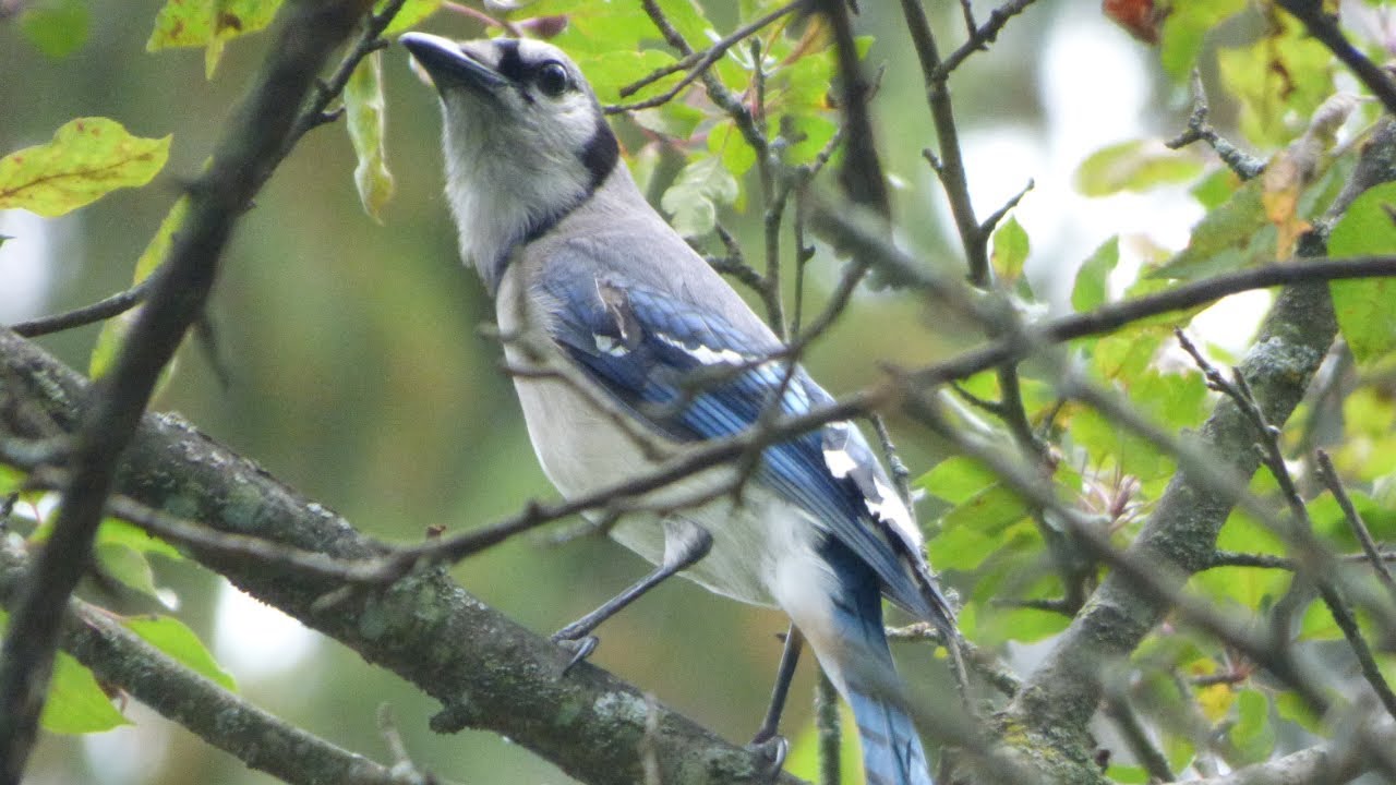 Blue Jay - bird in tree - blue jay part 1 - YouTube
