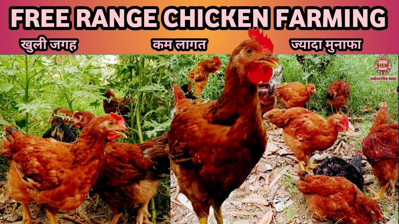 Free Range Chicken Farming || small range chicken farming || FFG ...