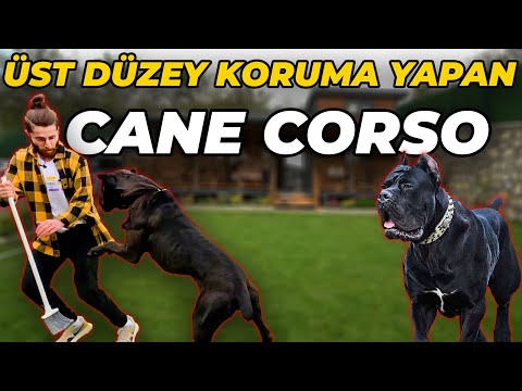 Betreten Sie den Käfig des Kriegshundes Cane Corso! (Tödliches Risiko)