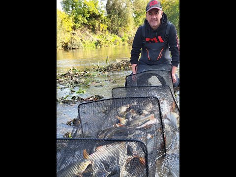 Ribolov plotice i mrene na Južnoj Moravi u jednom danu...