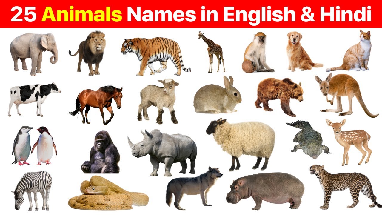 25 Animals Name in English & Hindi With Pictures | 25 जानवरों के नाम ...