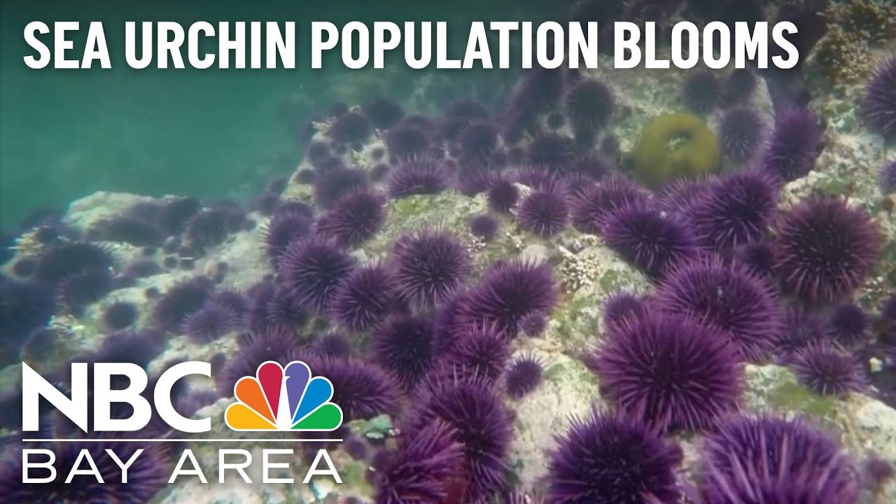 Purple Sea Urchin Population Explodes in Northern Coast - YouTube
