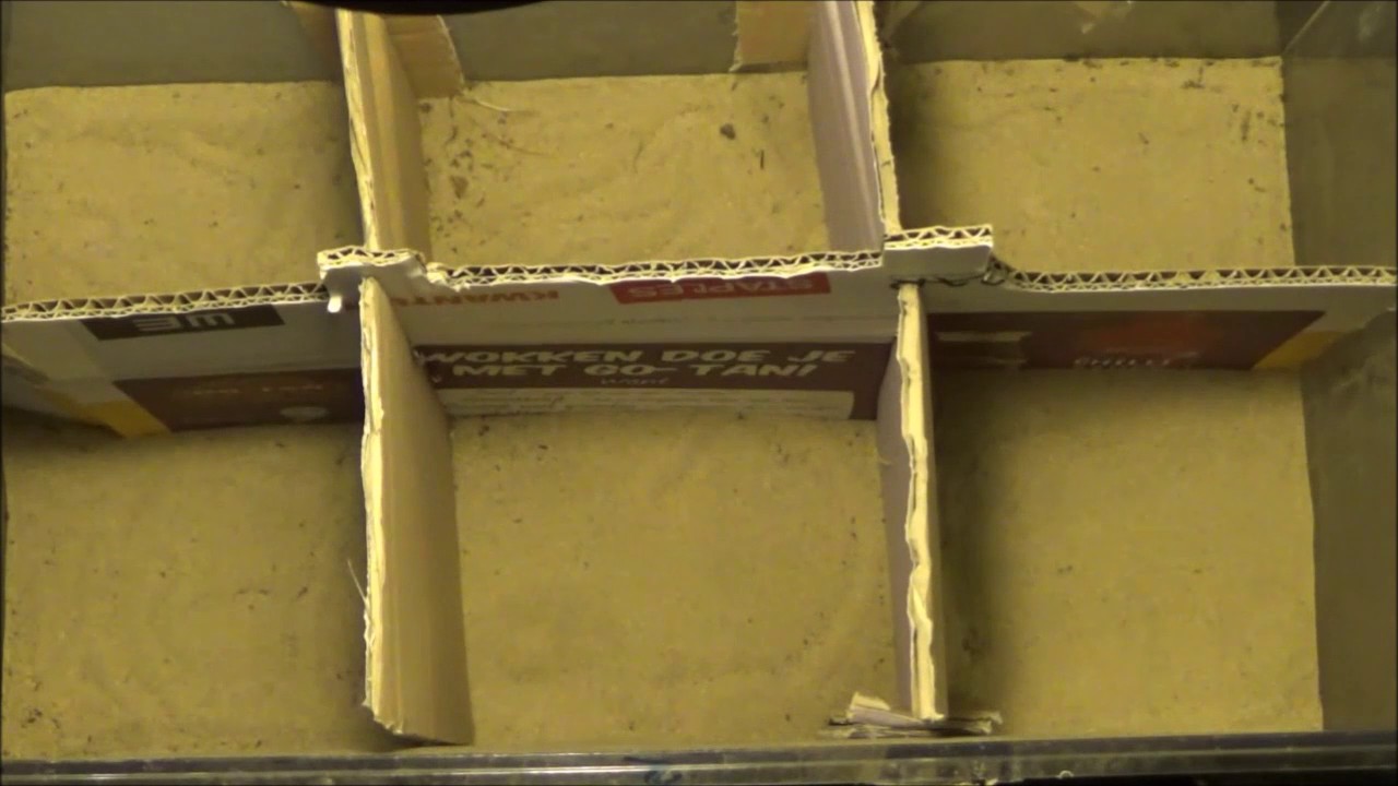 Dag 1 Bak opzet 6 - YouTube