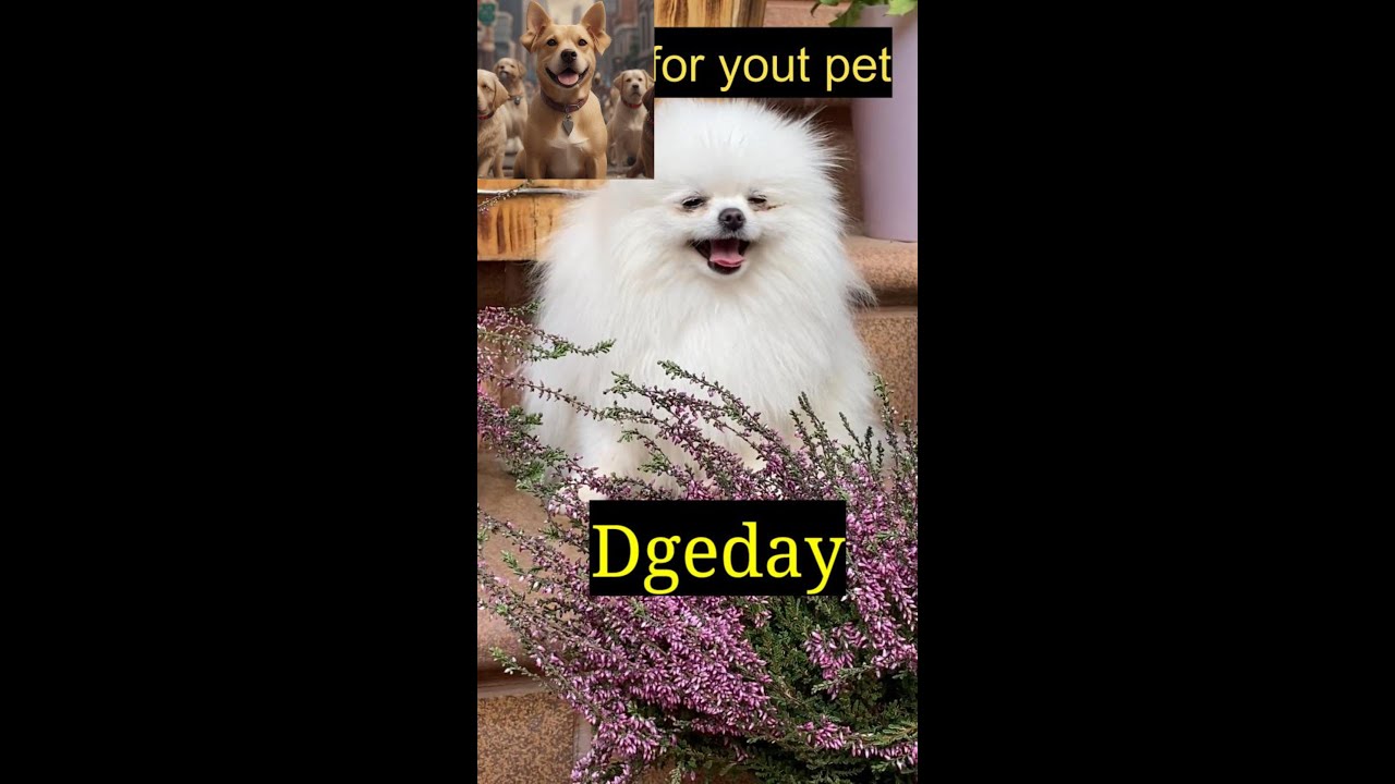 Doge Day 2024: Memes, Coin & The Shiba Inu Legend! ($DOGE) - YouTube
