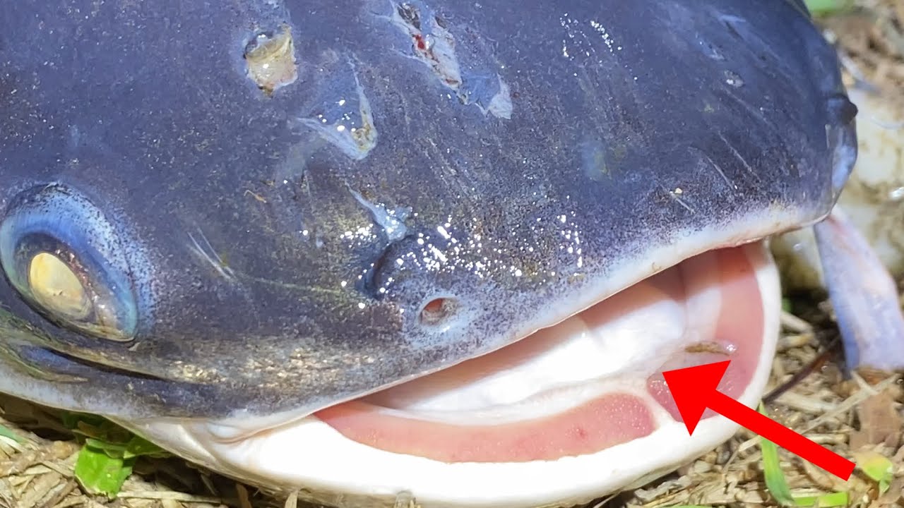 Catching baby Bull shark catfish in monkey and Croc infested Swampland ...