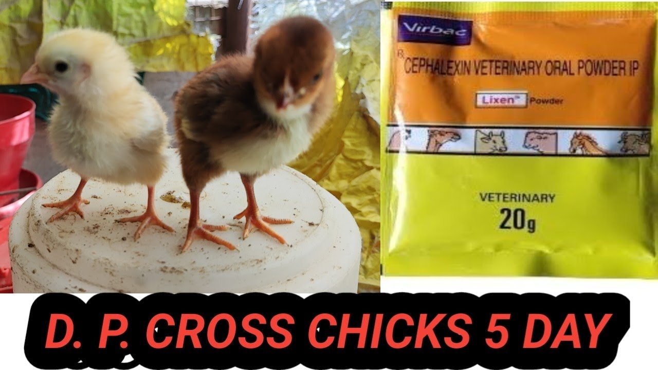 D. P. CROSS CHICKS 5 DAY - YouTube
