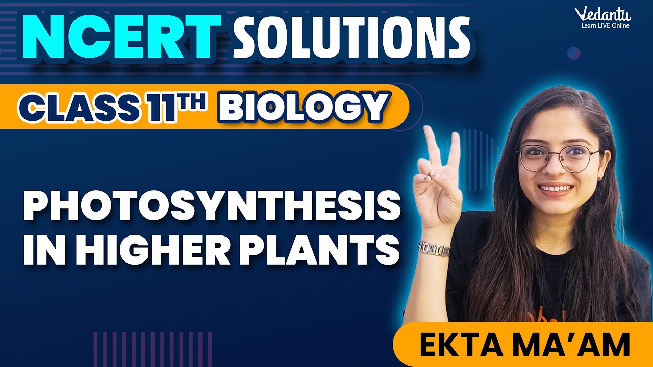 Photosynthesis in Higher Plants Class 11 Biology | Chapter 11 NCERT ...