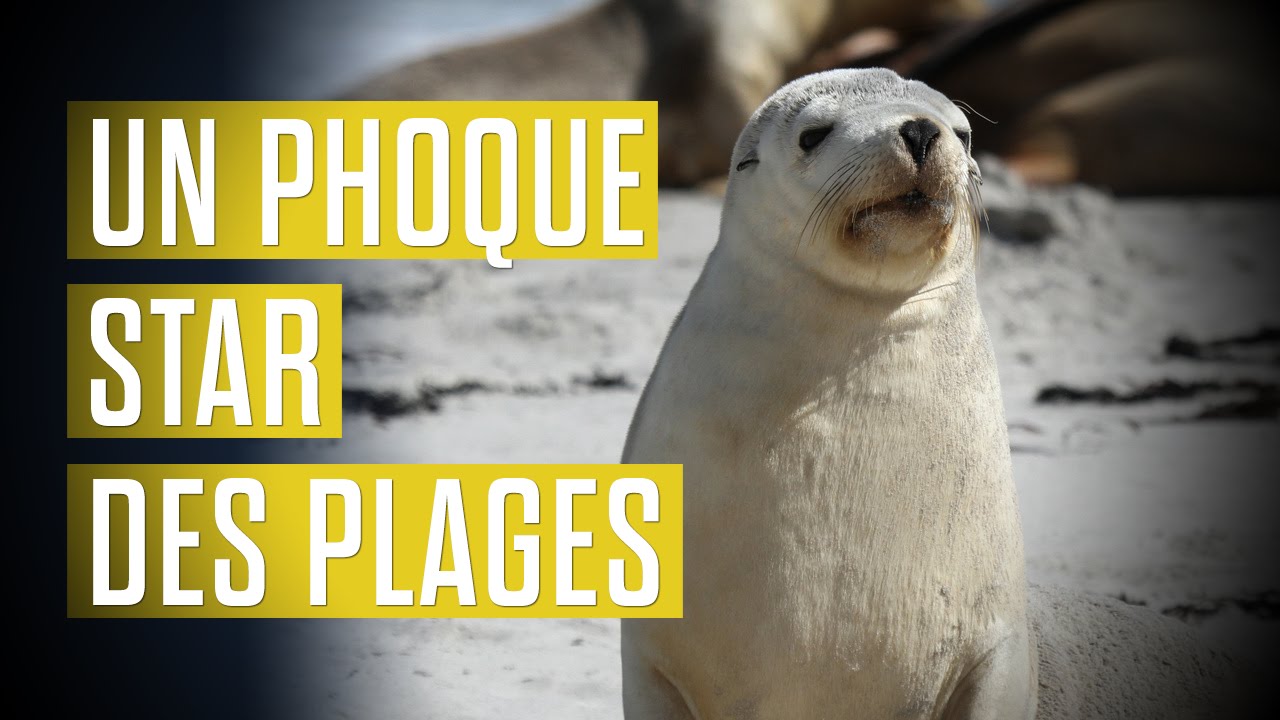 PHOQUE YOU : suivez ce phoque star des plages de Gironde - YouTube