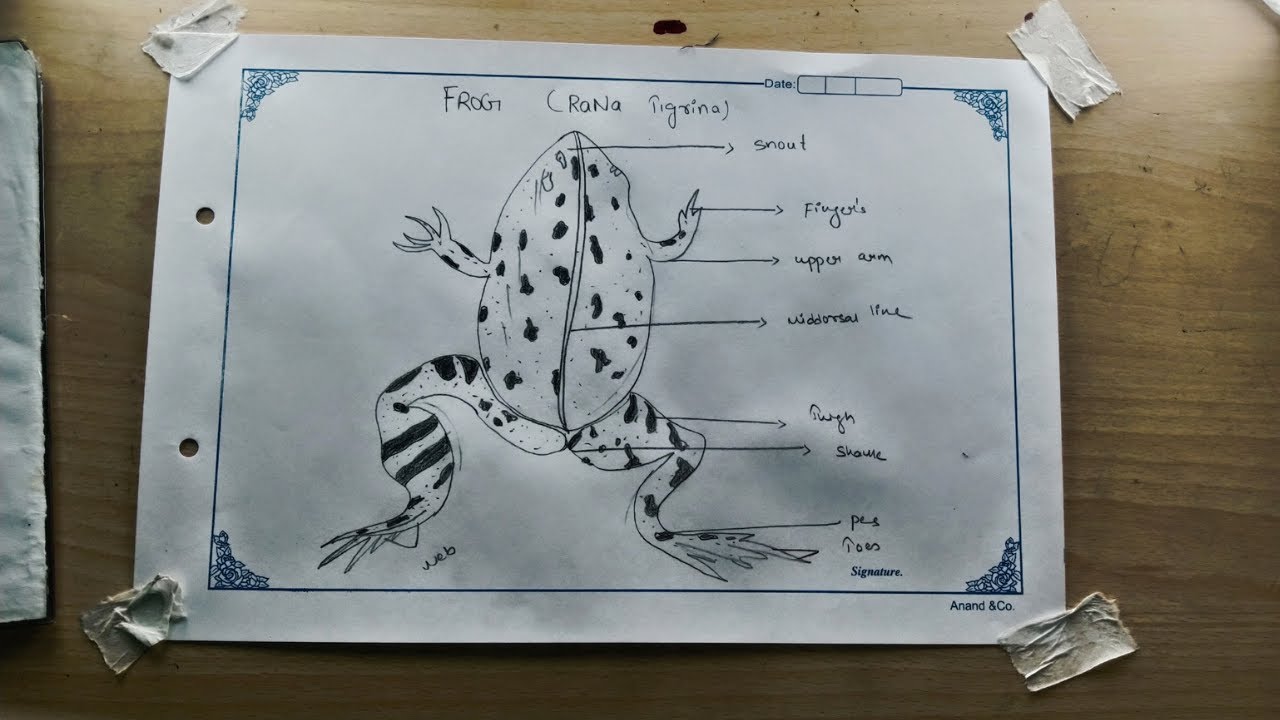 #intermediate #147 zoology practicalsHow to draw 🐸🐸 FROG (Rana tigrina ...
