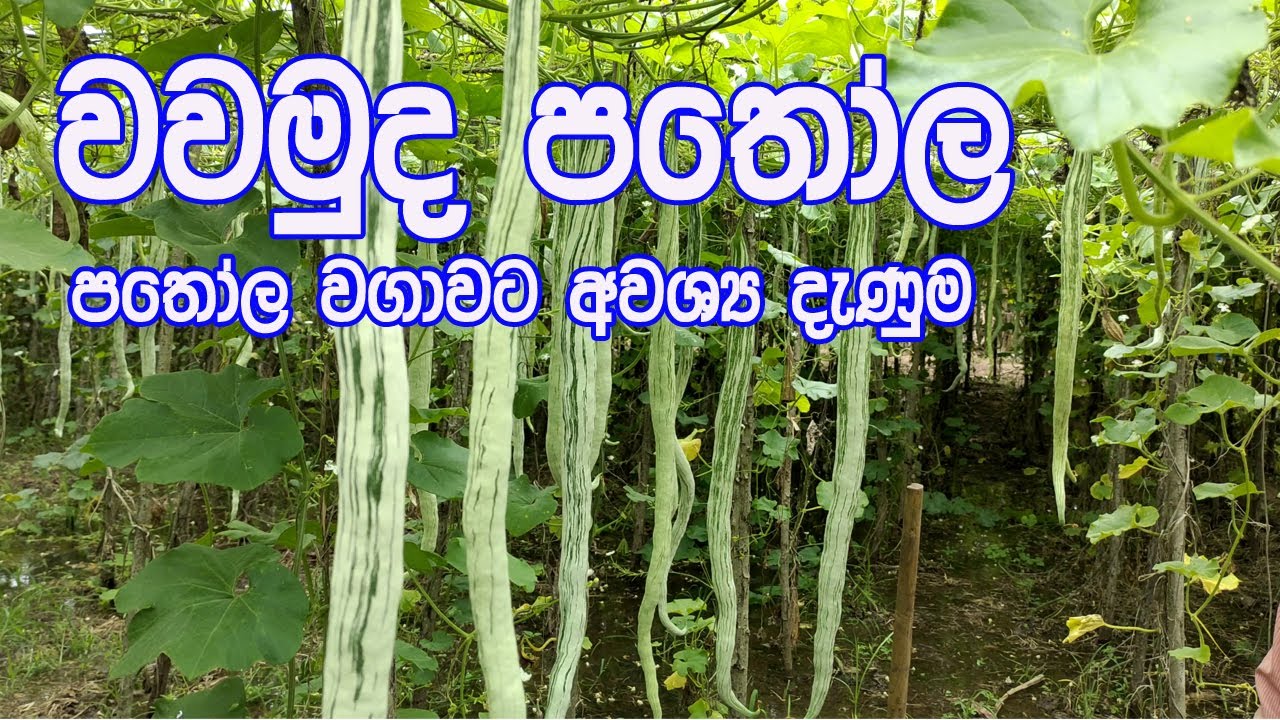 පතෝල වගාවක් සර්ථකව පවත්වාගෙන යමු/ patola wagawa / Pathola Wagawa ...