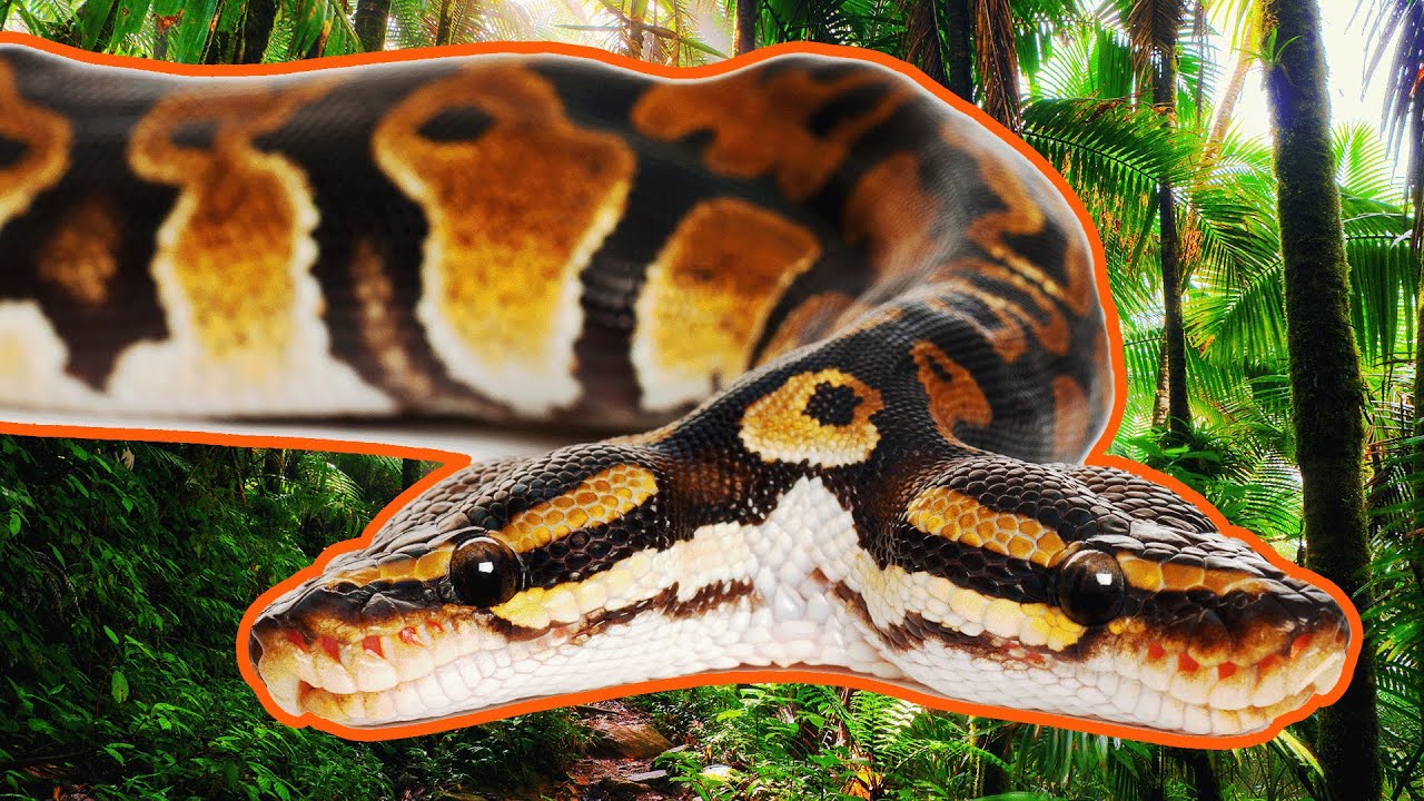 2 Hours of Wild Snakes And Reptiles To Amaze You | Wild America | Real ...