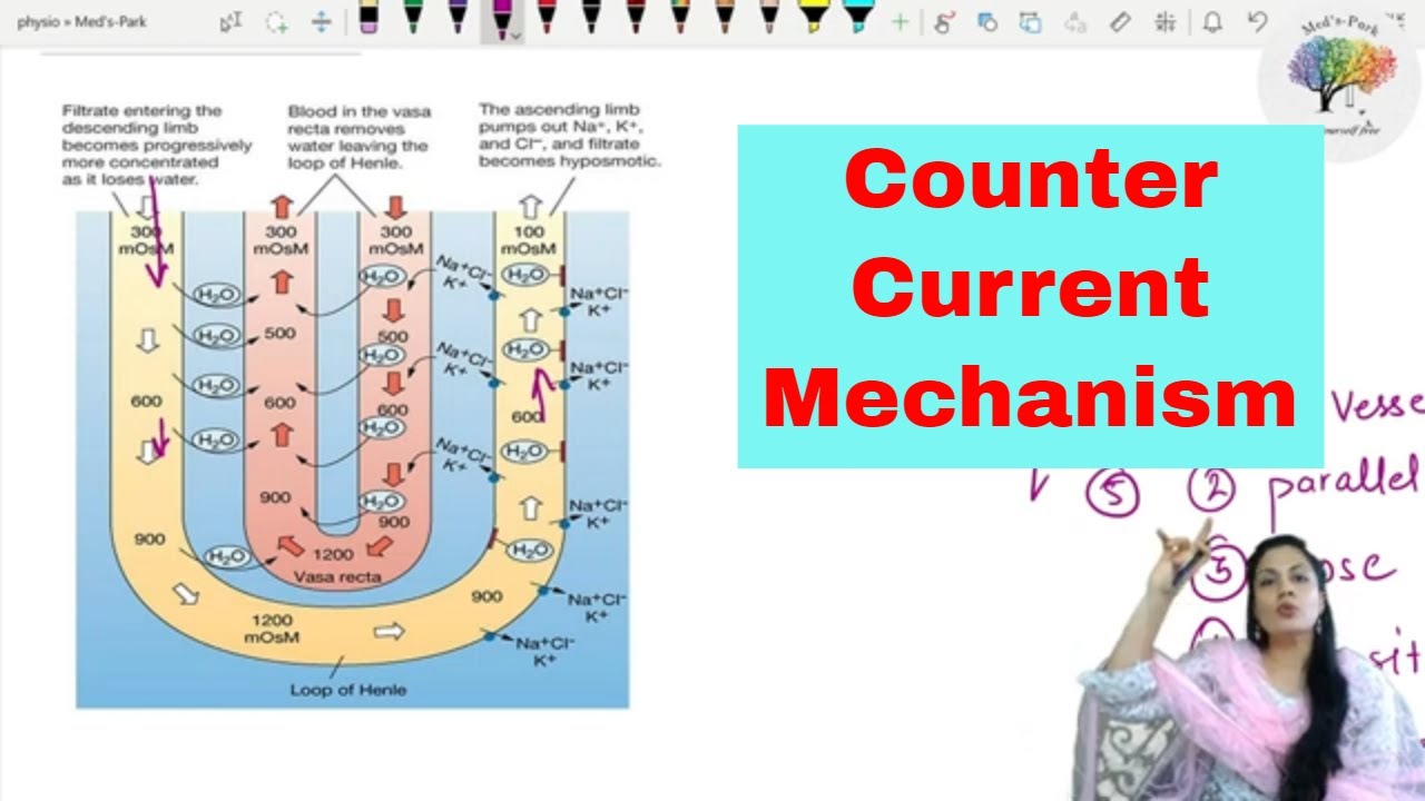 Counter Current Mechanism - YouTube