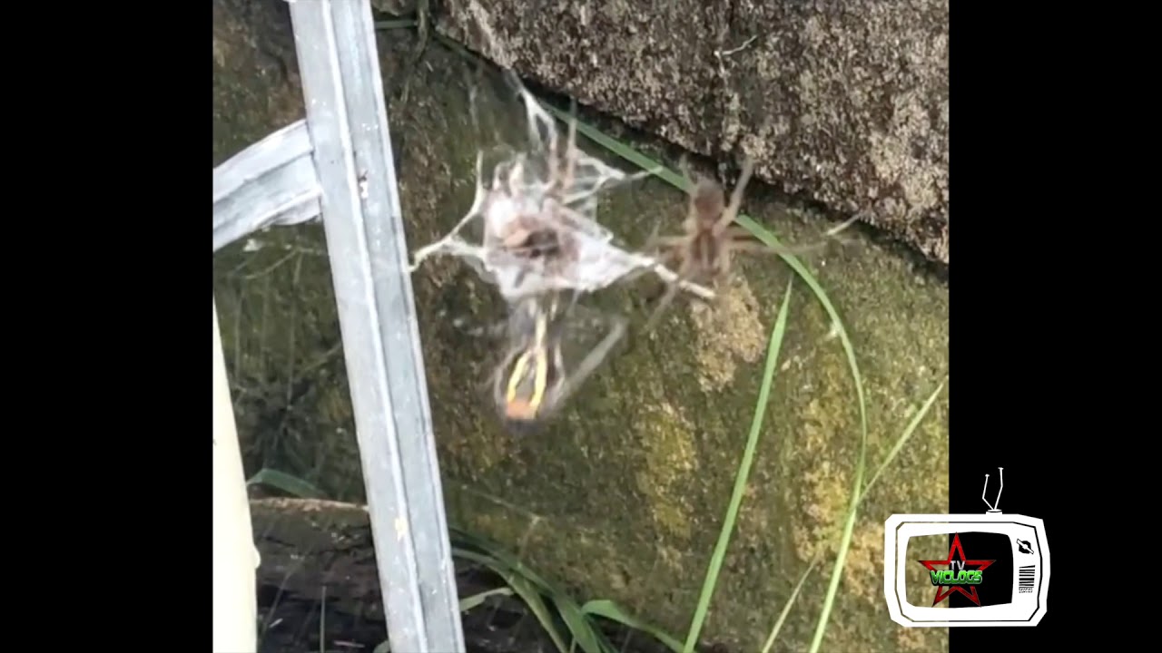 SPIDER FIGHT: One Spider VS Two Spiders - YouTube