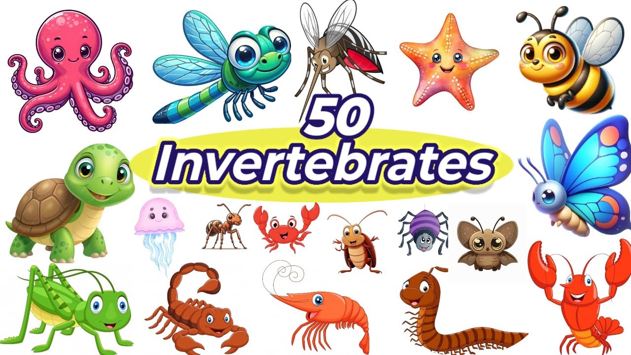 Invertebrates||🐛 Learn 50 Invertebrates Name With Picture#invertebrates ...
