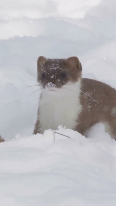 Ermine Fun Facts: Nature's Winter Fashionista with a Fierce Side # ...