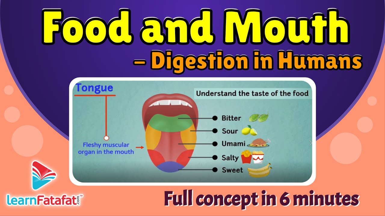 Digestion in Humans - Food and Mouth | CBSE Class 7 Chapter 2 Nutrition ...