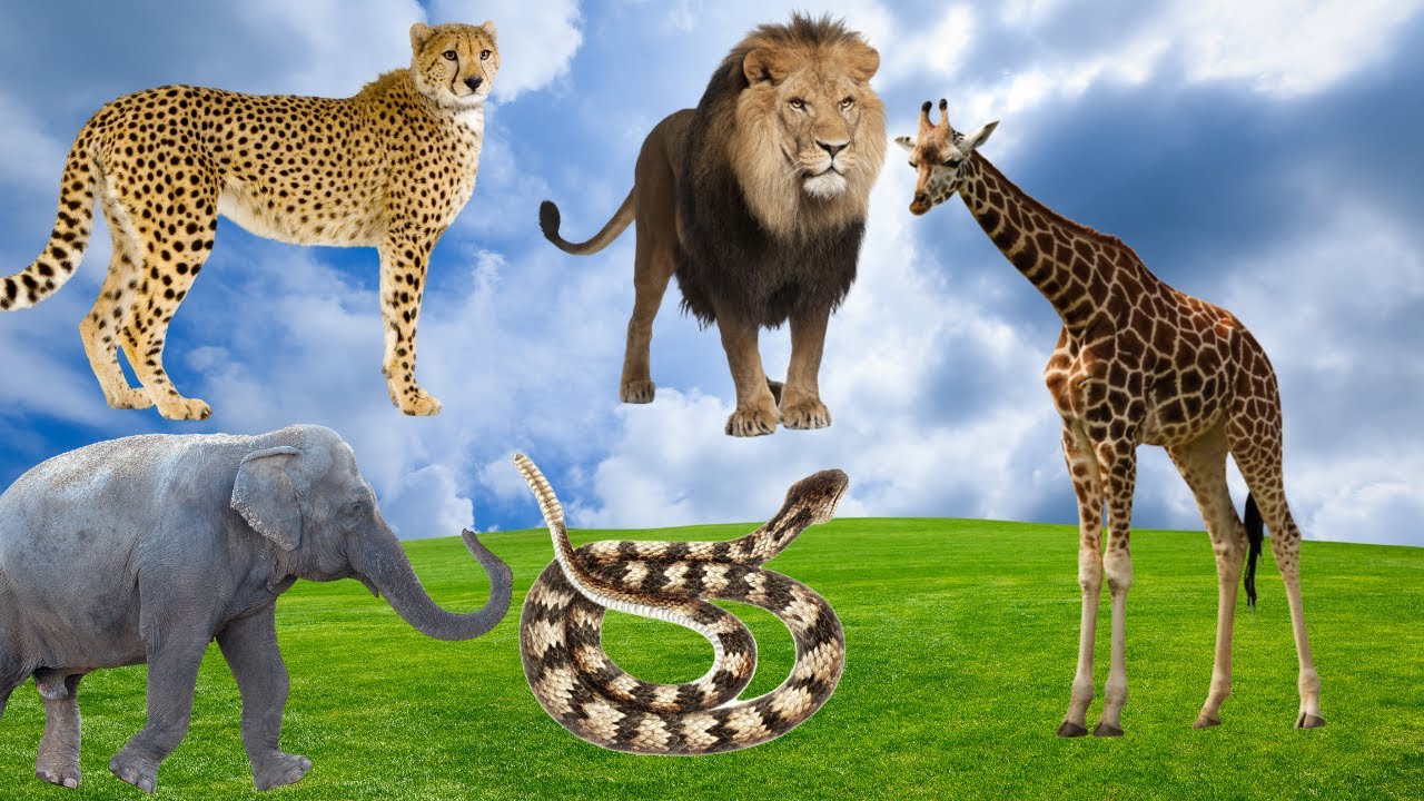 The Snake, Lion, Cheetah, Elephant, and Giraffe Encounter: A Wildlife ...