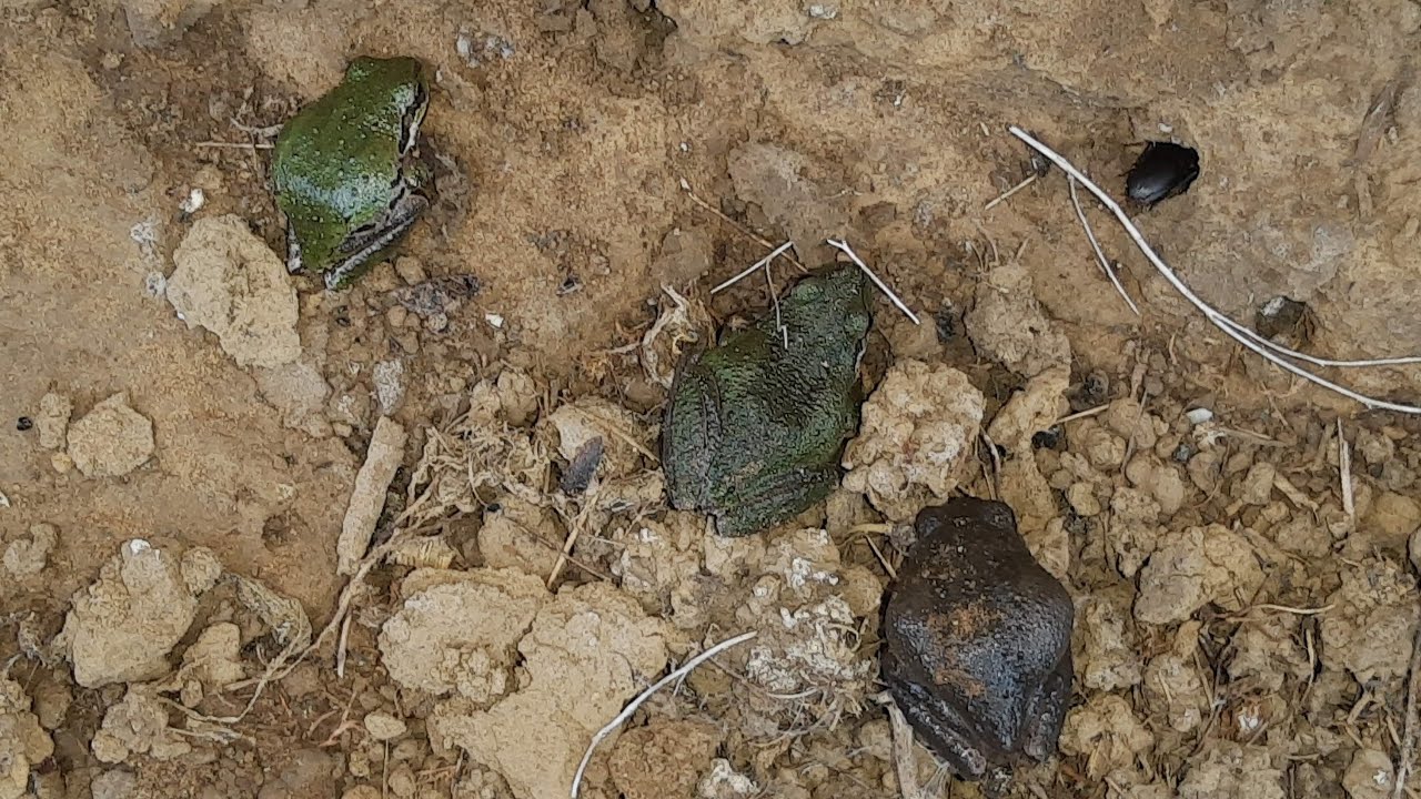 Little Lug Nuts - Brumating Frogs - YouTube
