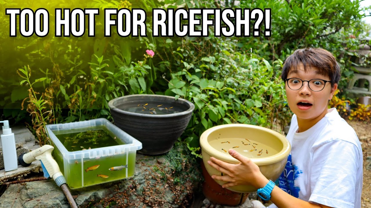 All Our Rice fish Mini Ponds Update - YouTube