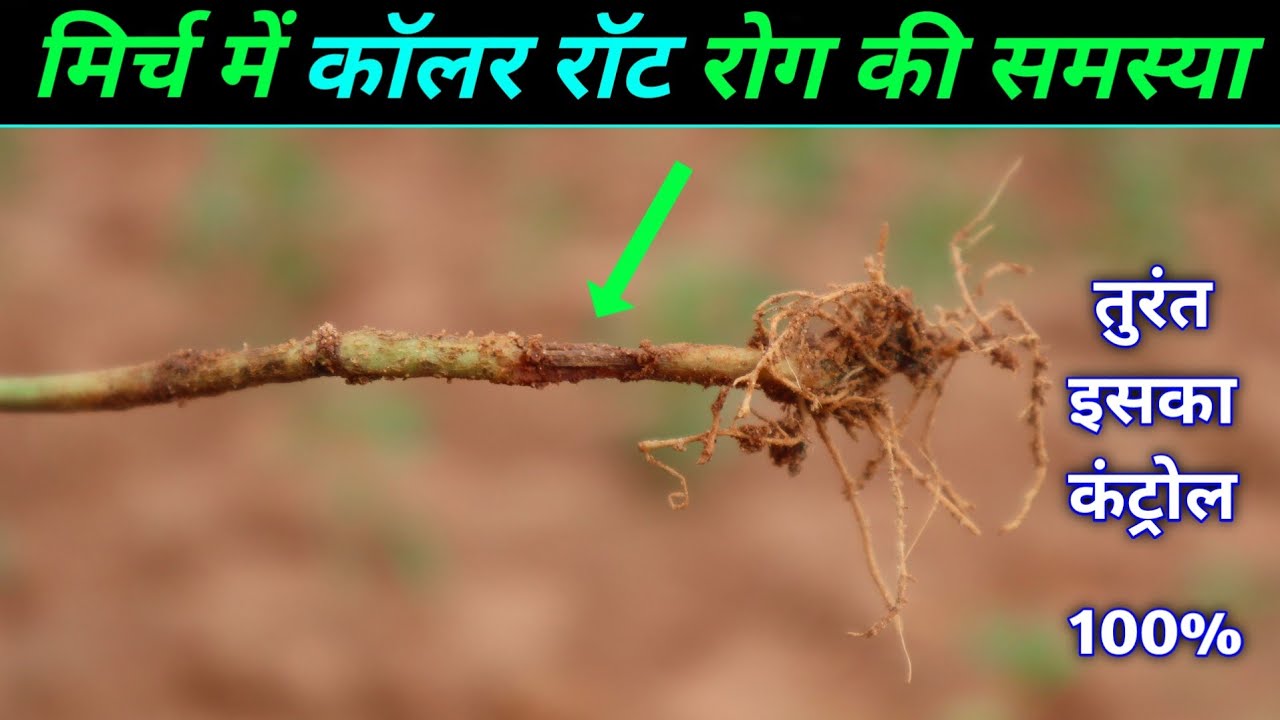 Mirch me jad galan rog || जड़ गलन रोग | Collar rot in chilli | Root rot ...