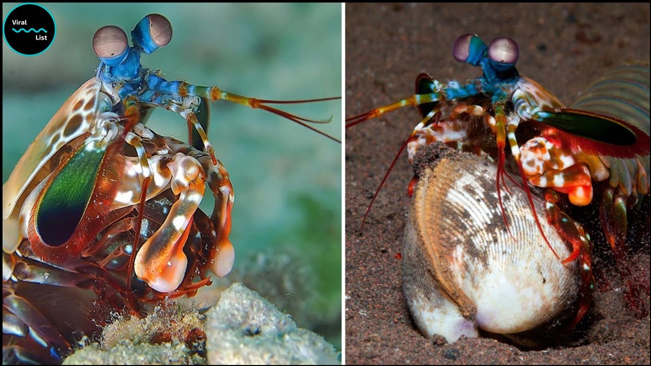 Punch Or A Bullet? Mantis Shrimps Can Punch With The Force Of A Bullet ...