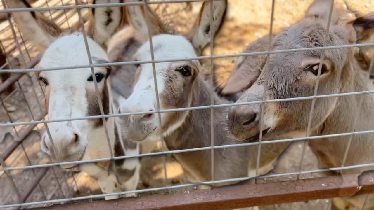 Day #1 of Donkey Training! - YouTube