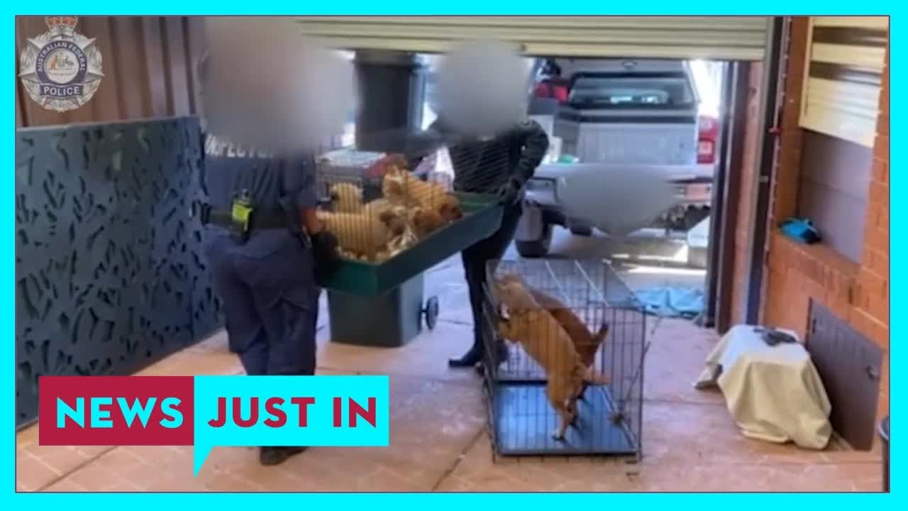 Dogs and puppies rescued as Aussie man charged with bestiality - YouTube