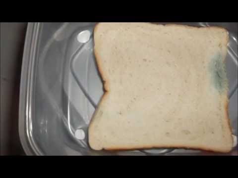 Time Lapse Photography - Decay - Bread - YouTube