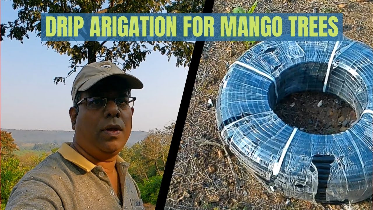What is the best irrigation system for mango trees? | My Black Pepper ...