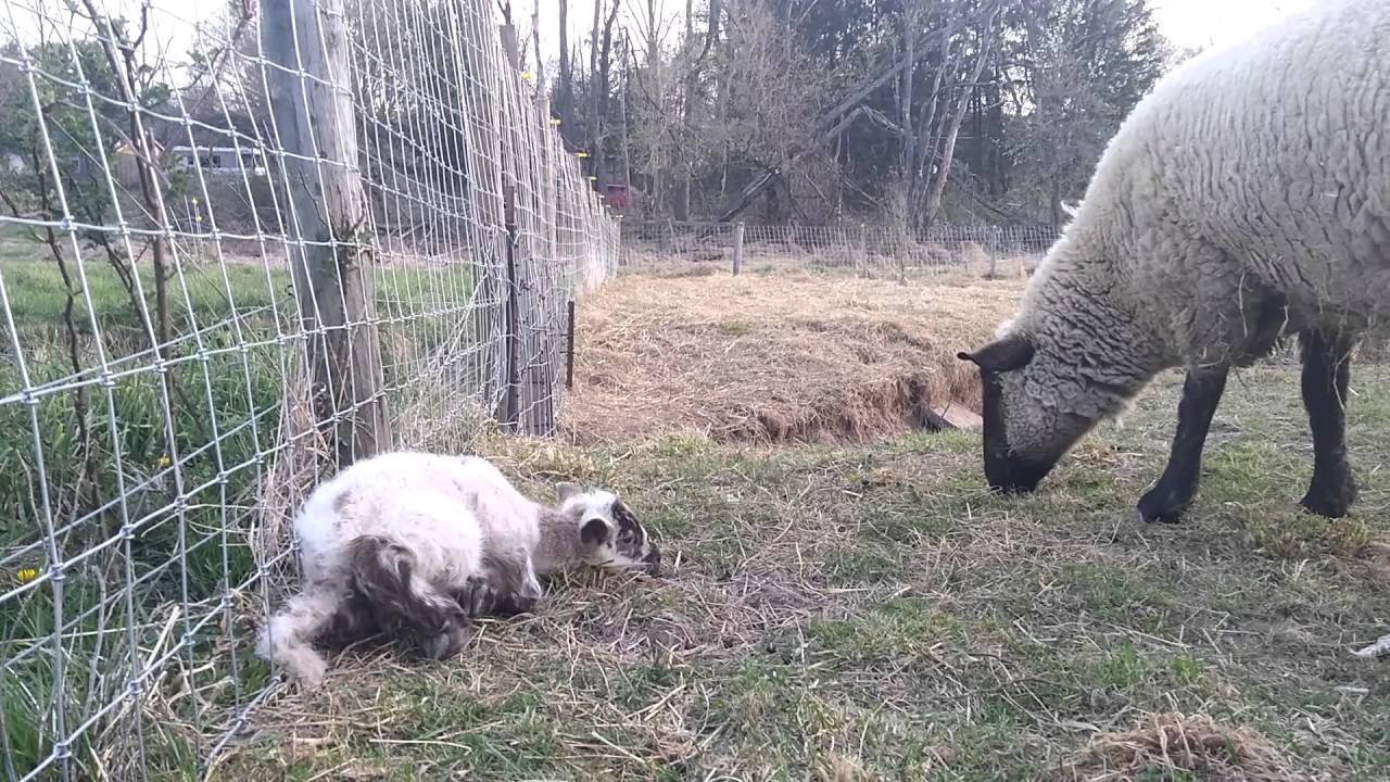 Neo the lamb hopping around - YouTube