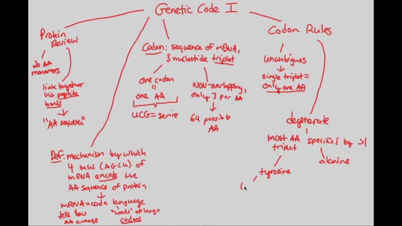 Gene Expression - Genetic Code I | BIALIGY.com - YouTube