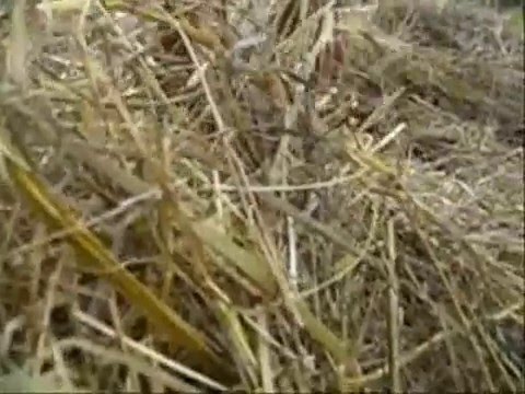 Гермофродит - YouTube