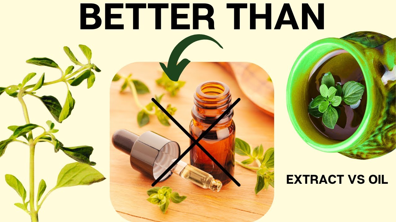 Oregano Extract vs Oil: What Most Herbalists Miss - YouTube