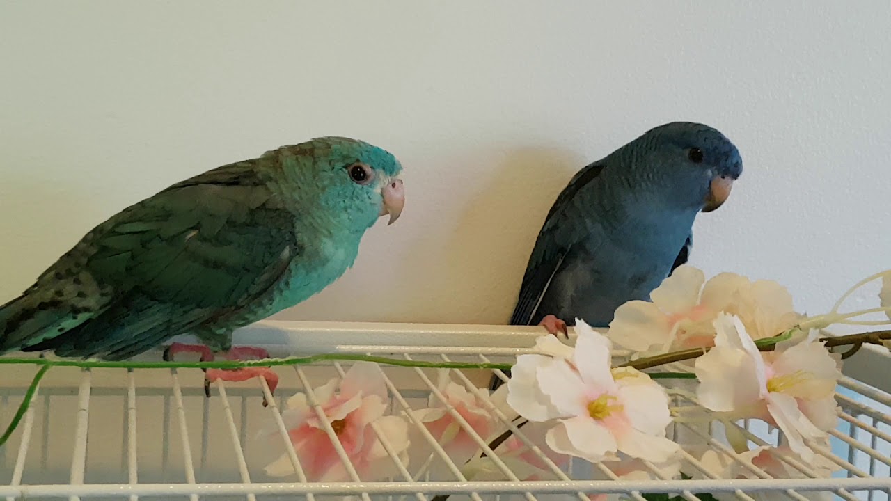 Lineolated Parakeets or Linnies - YouTube